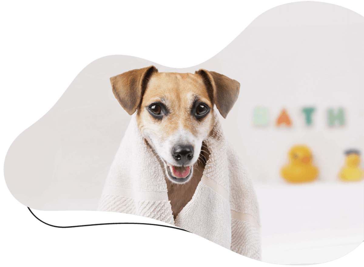 Paws in Style – Your Pet Grooming Studio